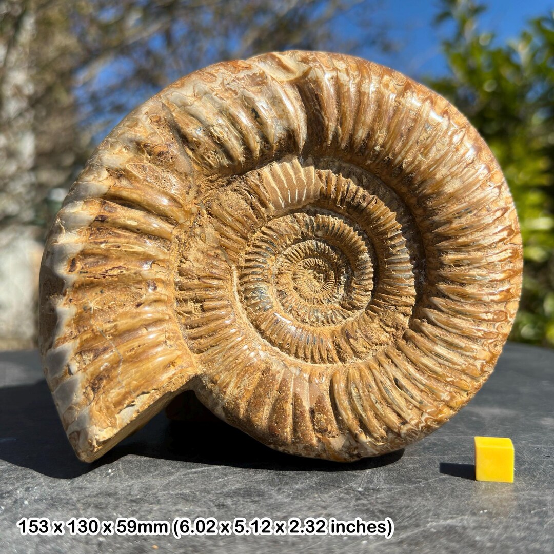 Fossilised Ammonite Marine Animal, Madagascar Jurassic, Genuine ...