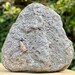 Pentacrinites Crinoid Star Slab Fossil With Belemnite | Jurassic Coast ...