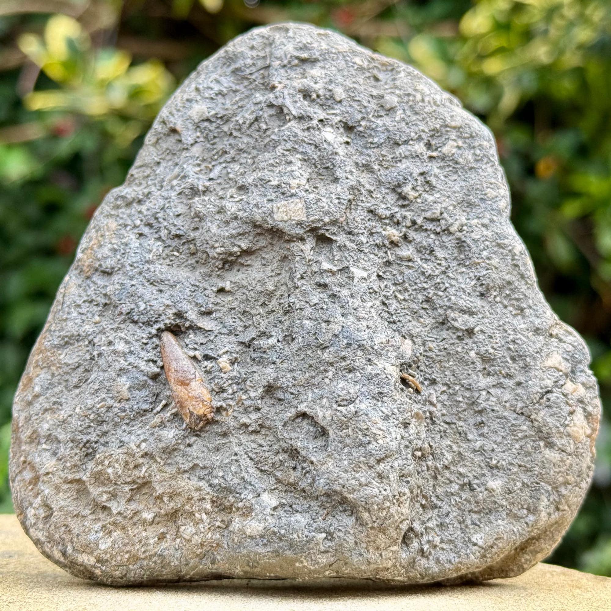 Pentacrinites Crinoid Star Slab Fossil With Belemnite | Jurassic Coast ...