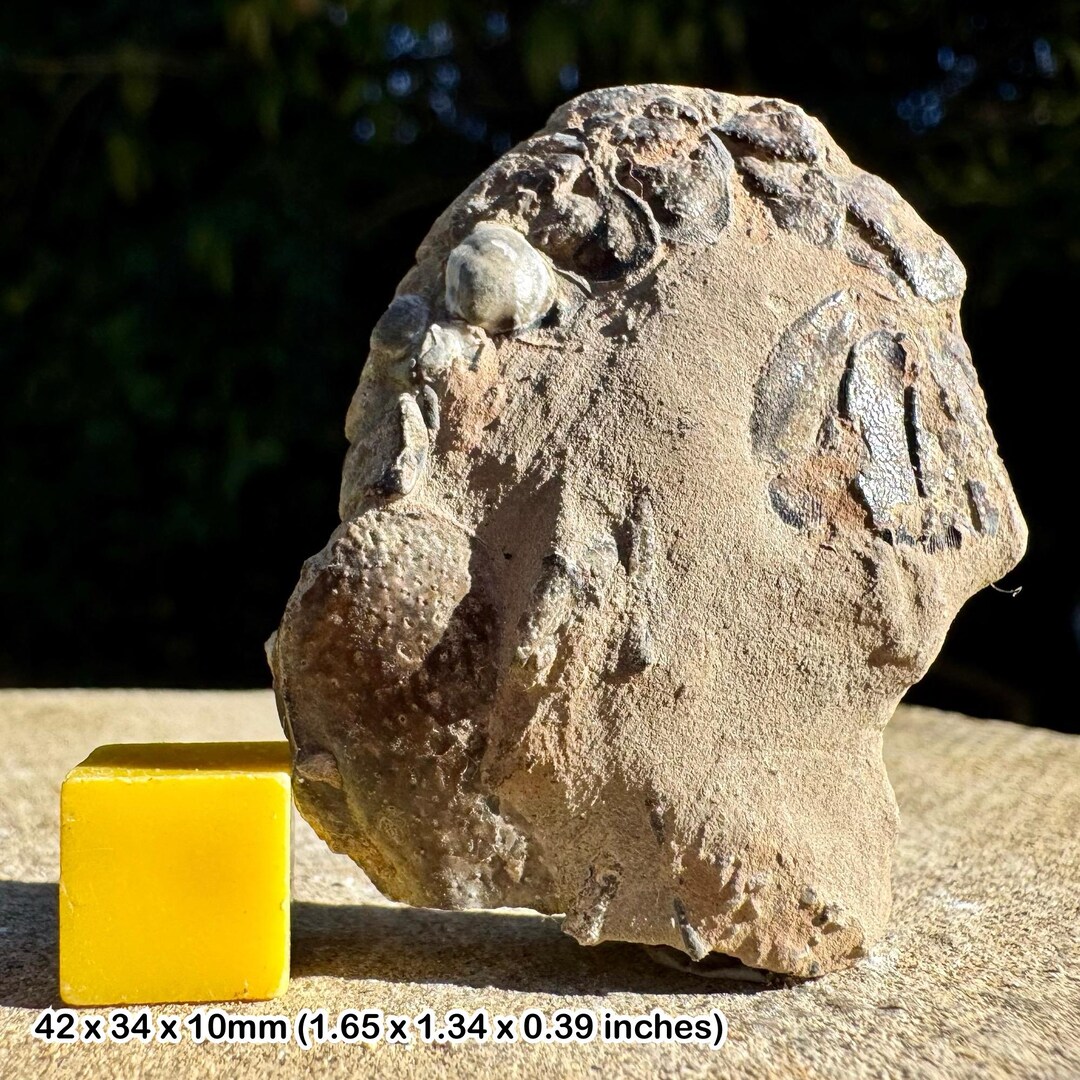 Rare Meyaria Magna Fossil Shrimp – Lower Greensand, Aptian, Cretaceous ...