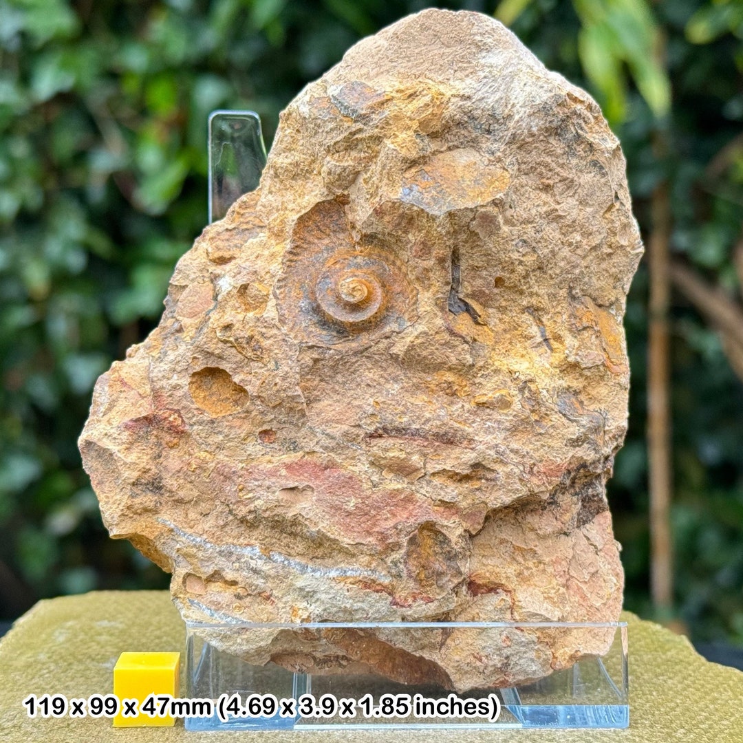Genuine Hildoceras Ammonite Fossil With Stand - Beacon Limestone, Uk ...