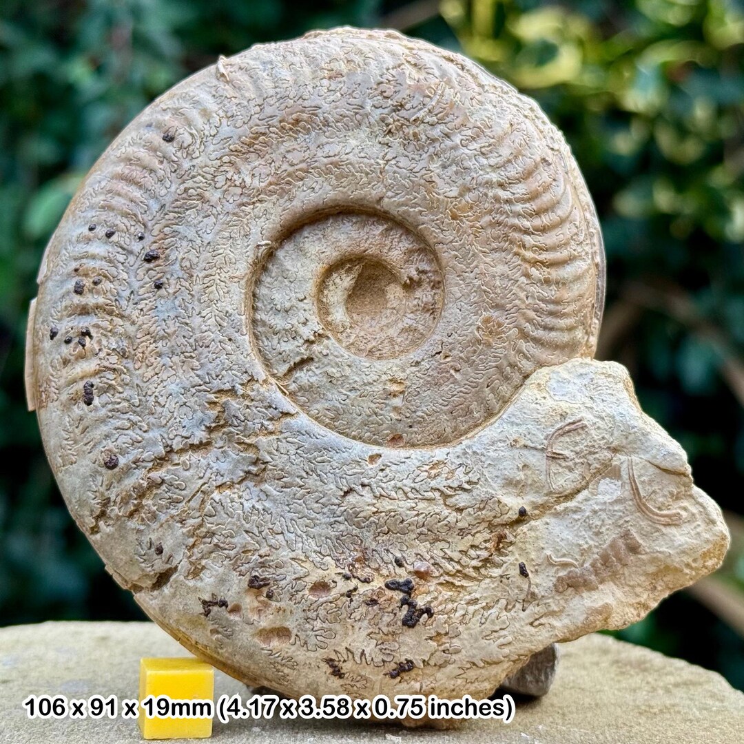 Harpoceras Fossil Ammonite Jurassic Beacon Limestone Ilminster Somerset ...