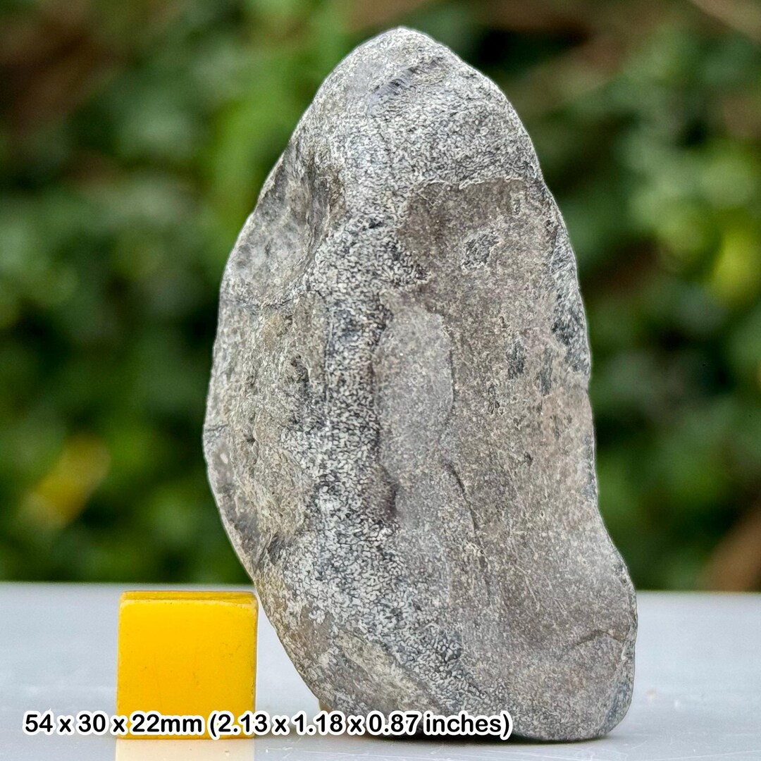 Ichthyosaur Vertebra Half Fossil Reptile Bone Jurassic Coast Lower Lias ...