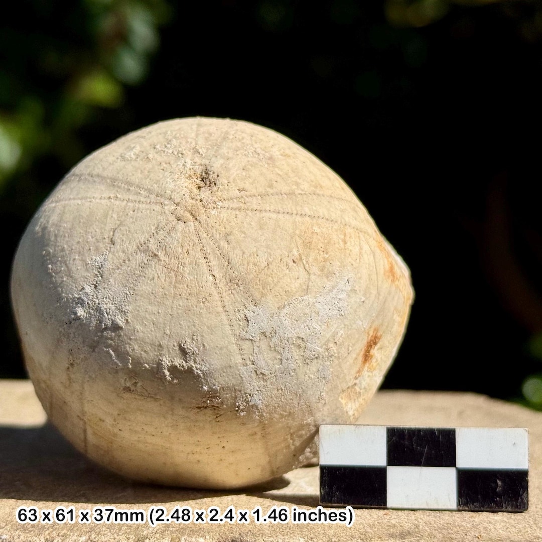 Extremely Rare Echinoid Conulus Castanea – Basement Bed Fossil, Lower ...