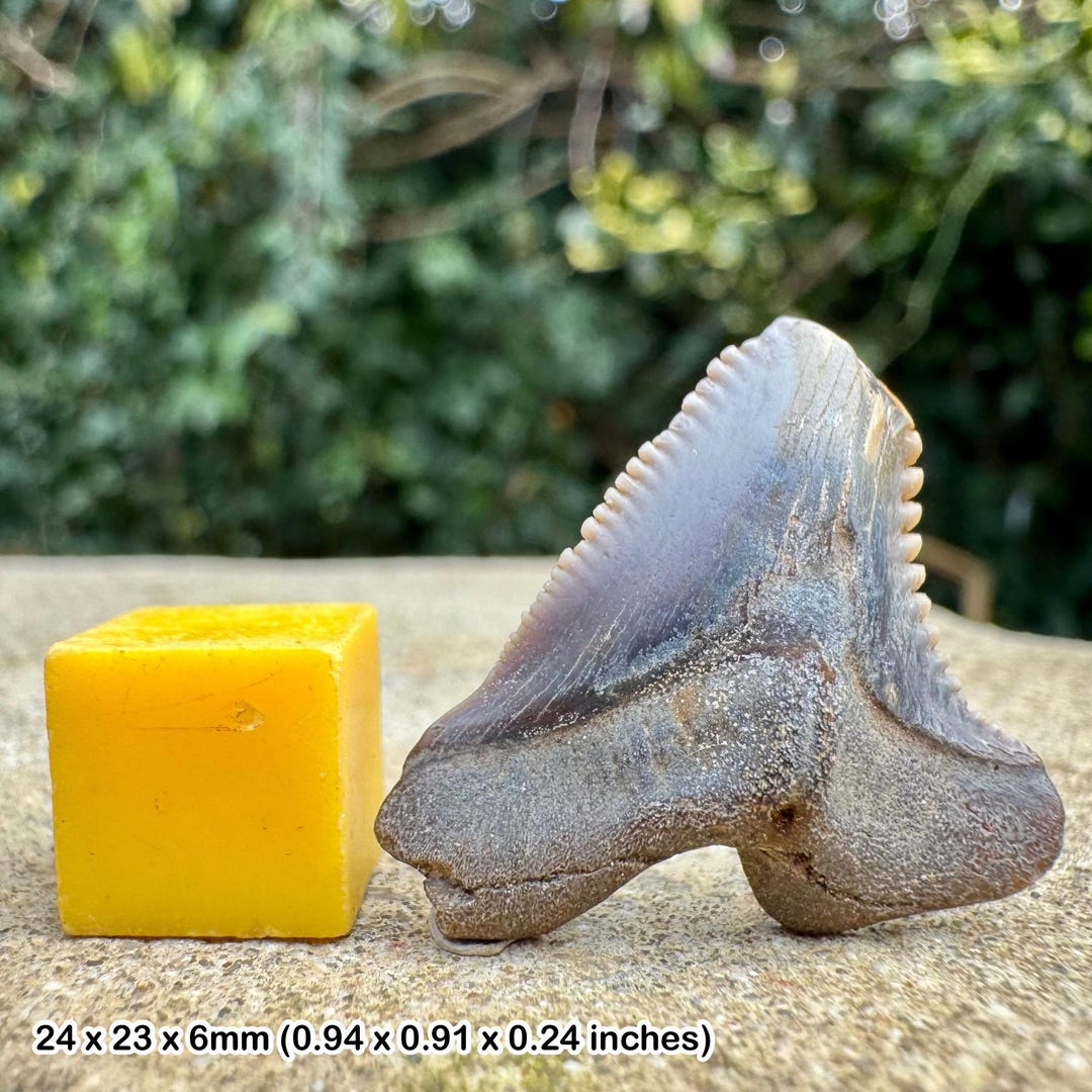 Hemipristis Maxillary Tooth (snaggletooth Shark) Fossil Tooth, Pliocene ...
