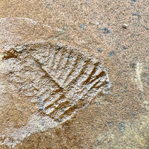 Rare British Trilobite ogyginus Fossil Partial Impression Ordovician ...