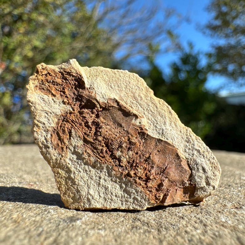 Preserved in Stone: Fossilized Shrimp Unearthed From Ancient Nodules - Etsy