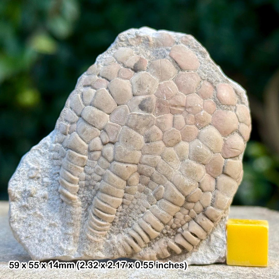 Rare Uintacrinus Socialis Crinoid Head Fossil - Upper Turonian ...