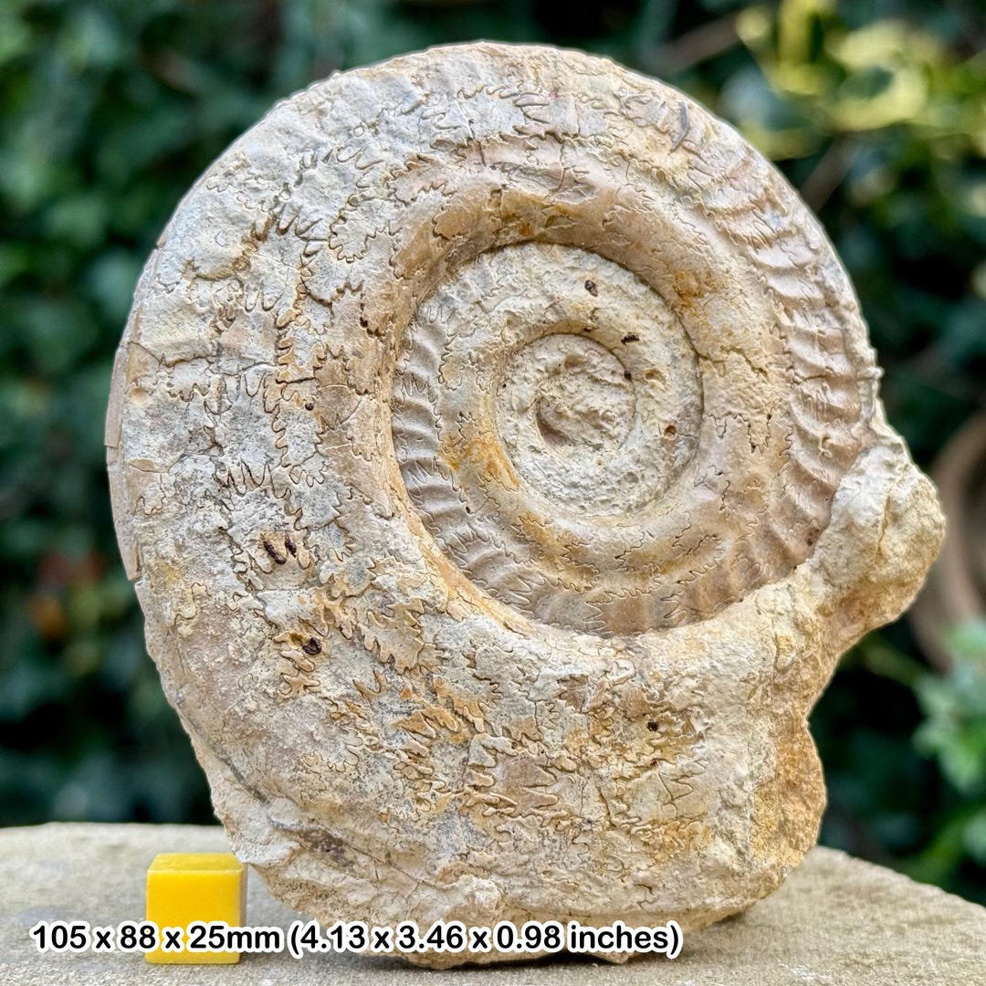 Hildoceras Bifrons Fossil Ammonite | Jurassic Bifrons Zone Beacon ...