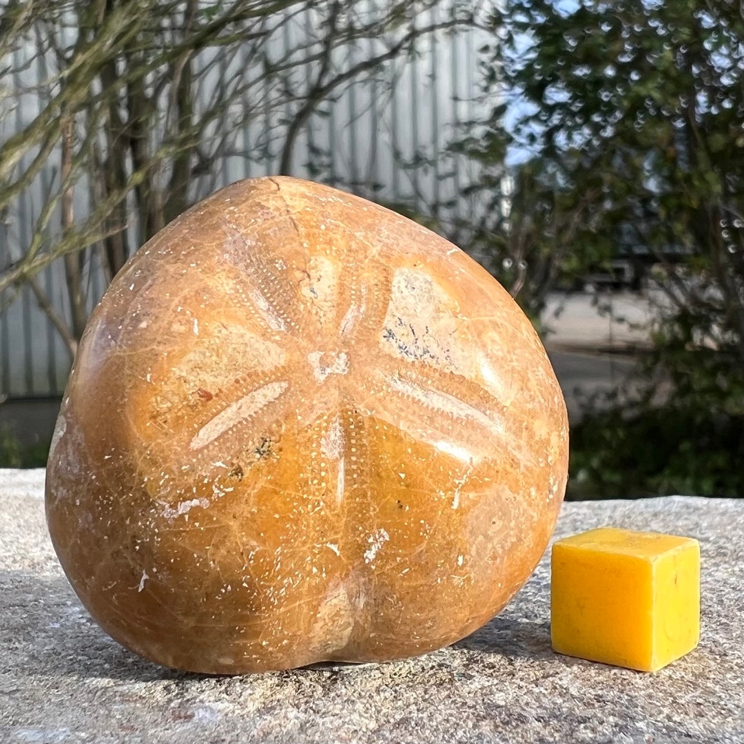 Micraster Fossil Echinoid From Madagascar, Genuine Specimen, Cretaceous ...