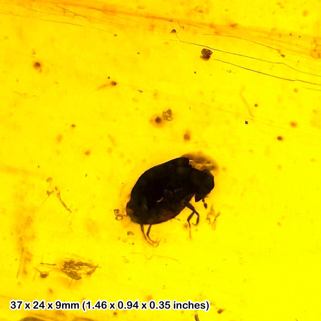 Very Large Burmese Amber Fossil With Beetle & Fly Inclusions, Uv ...