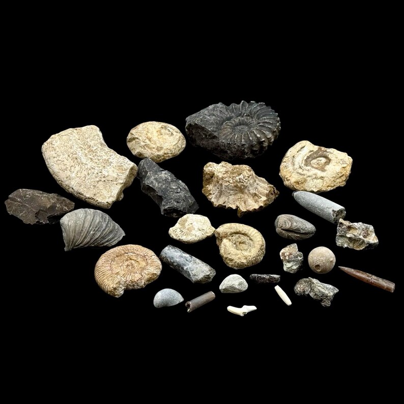 1kg British Fossil Mix X 25 | Jurassic Dorset & Somerset Fossils ...
