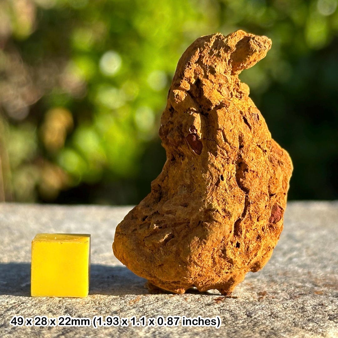 Turtle Coprolite Fossil poo, Eocene Age, Madagascar, Genuine Fossil W ...