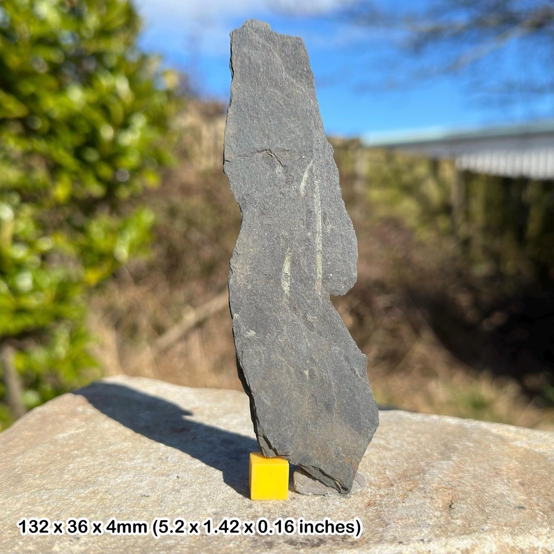 Graptolite Fossil Colonial Animals - Uk Ordovician Genuine Specimen ...