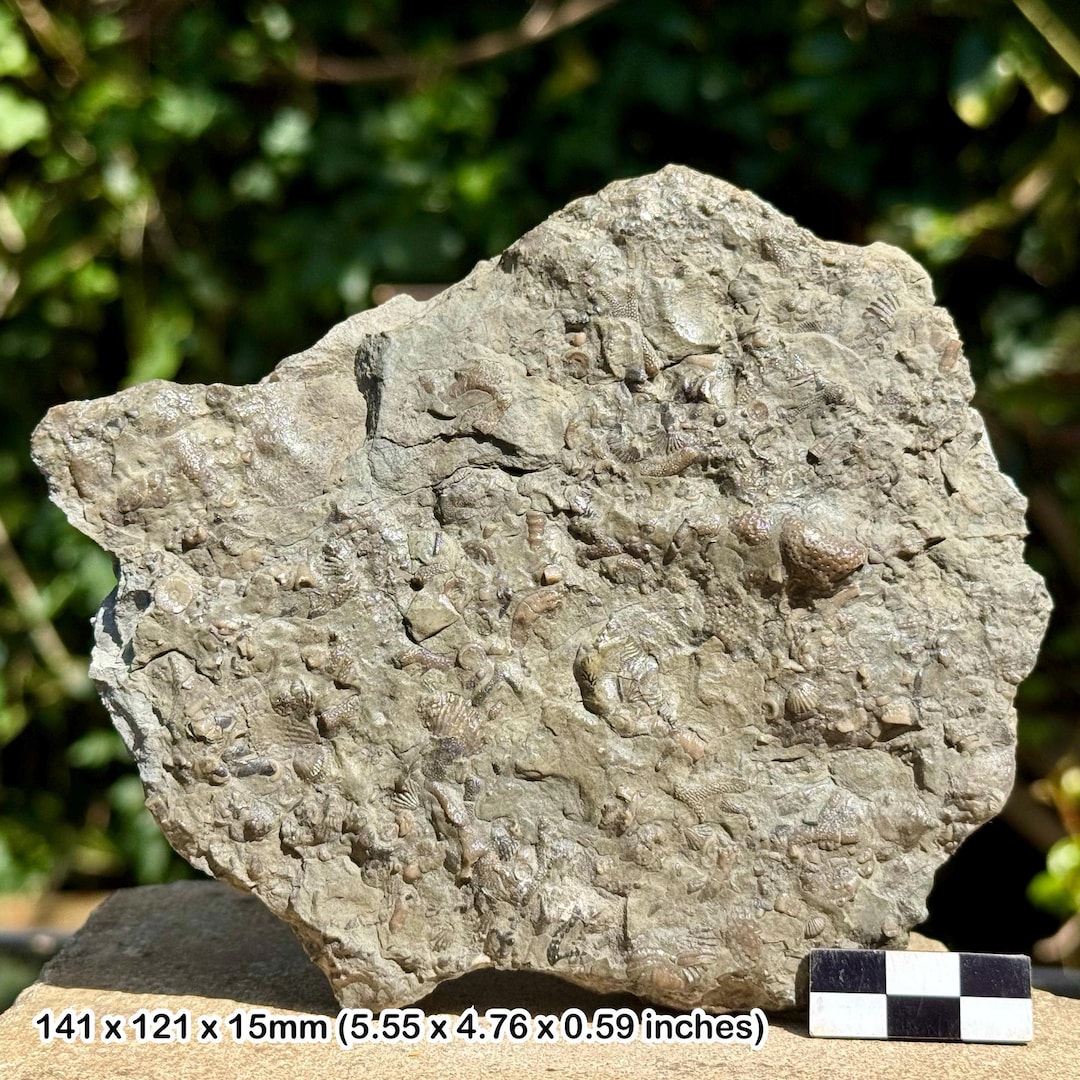 Fossil Bryozoan Sea Floor Slab – Silurian Wenlock Limestone, Wrens Nest ...