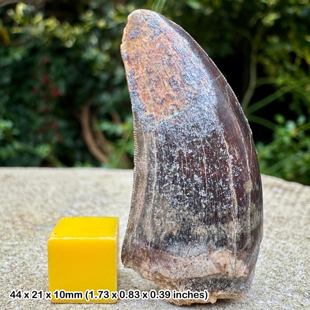 Megalosaur Dinosaur Tooth Fossil - Grade A, Cretaceous, Elrhaz ...