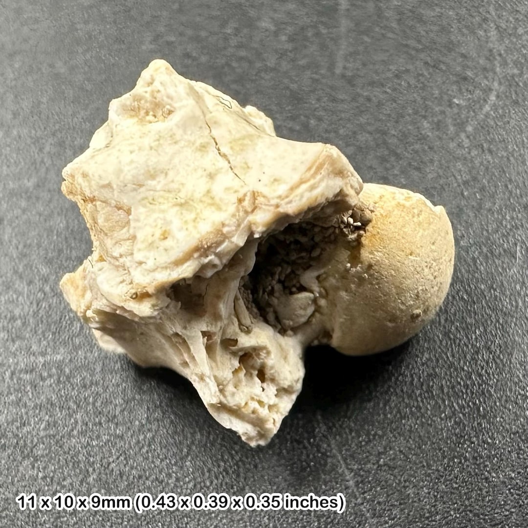 Fossil Snake Vertebra Paleophis Eocene Morocco Genuine Prehistoric ...