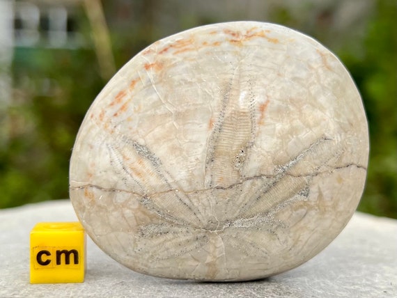 Sand Dollar Echinoid encope Californicus Fossil 100% - Etsy UK