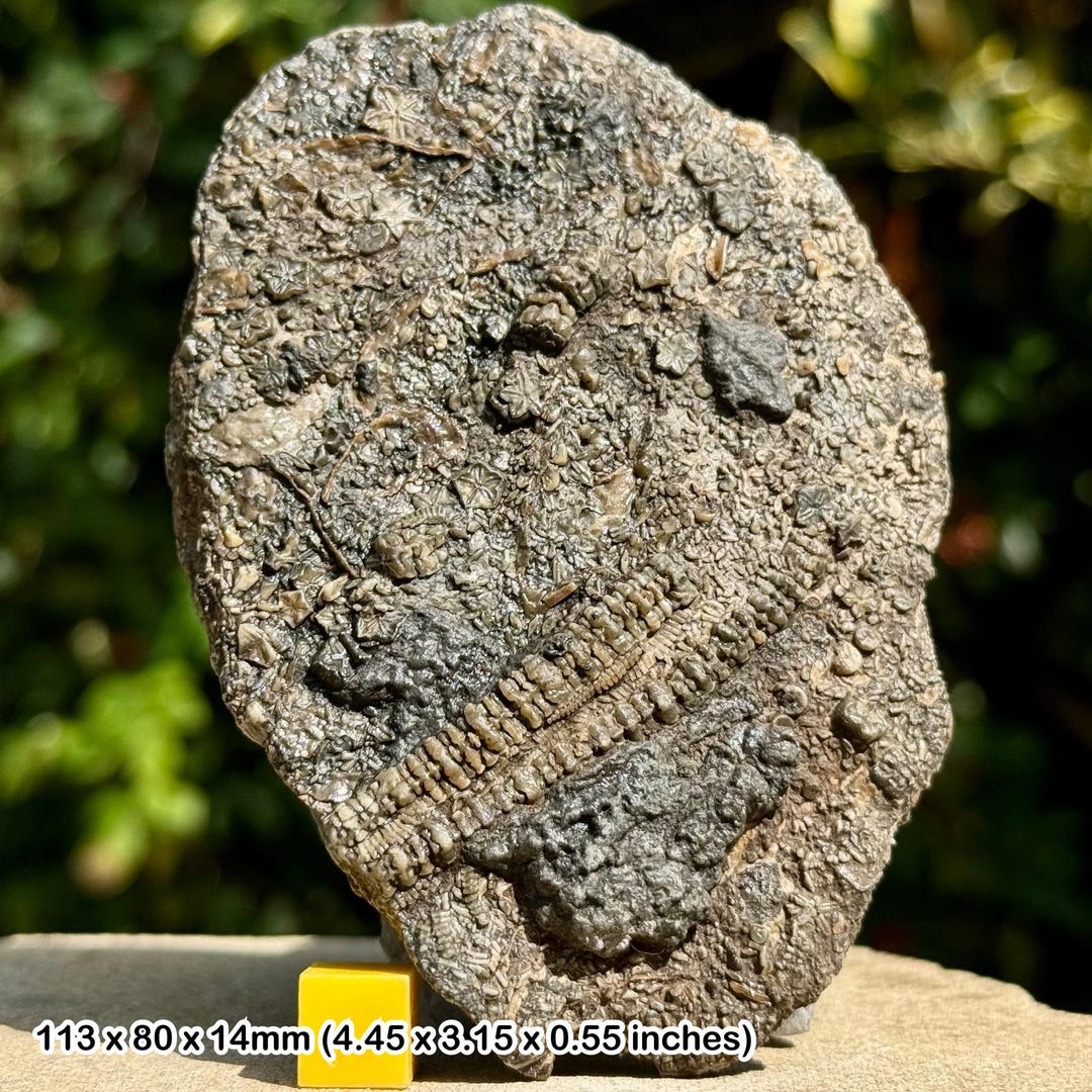 Detailed Crinoid Star and Stem Slab Fossil Jurassic Coast, Lyme Regis ...