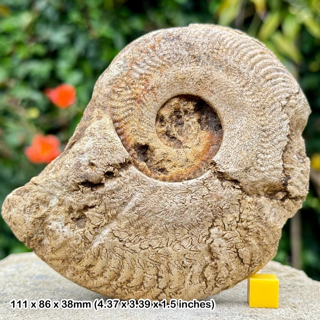 A-grade Ammonite Fossil Jurassic Beacon Limestone, Somerset, Uk 100% ...