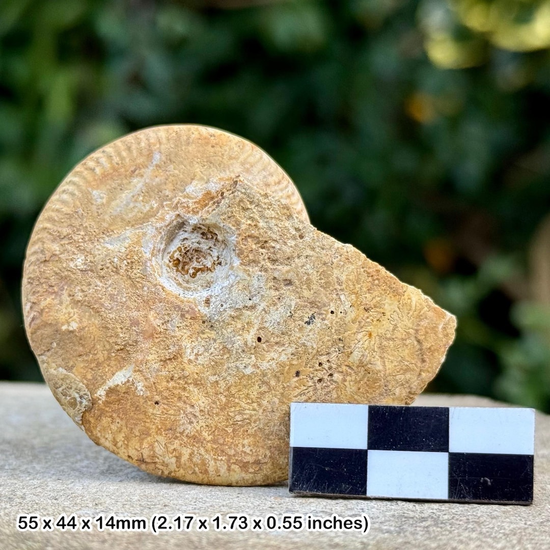 Oppelia Subcostata Ammonite Fossil, Oxfordian, Jurassic, Calvados ...