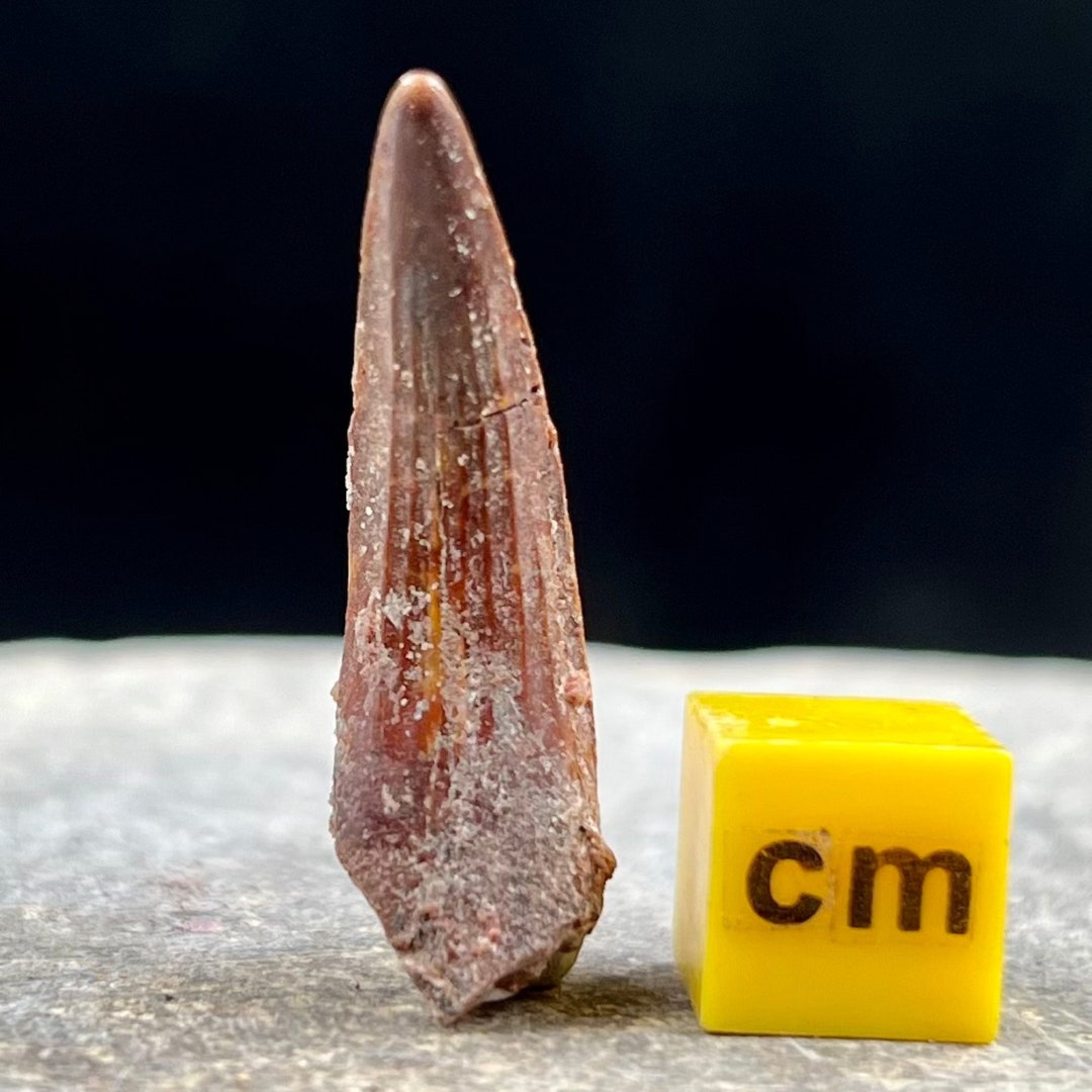 Pterosaur Dinosaur Fossil Tooth pterodactyl Certified - Etsy