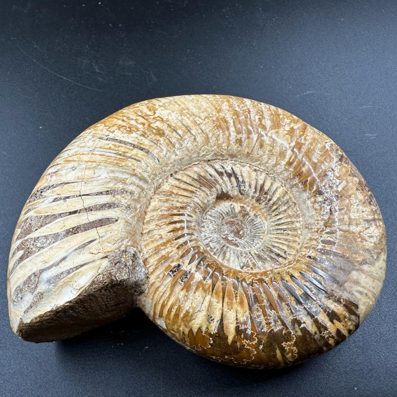 Fossilised Perisphinctes Ammonite, Jurassic, Genuine - Etsy