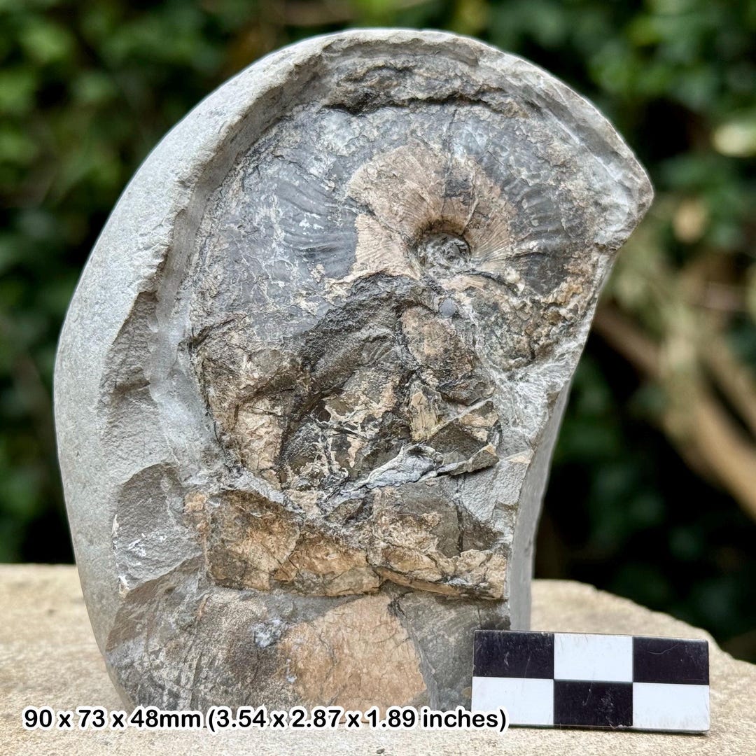 Tragophylloceras Ammonite Fossil – Jurassic Golden Cap Dorset Uk, Lower ...