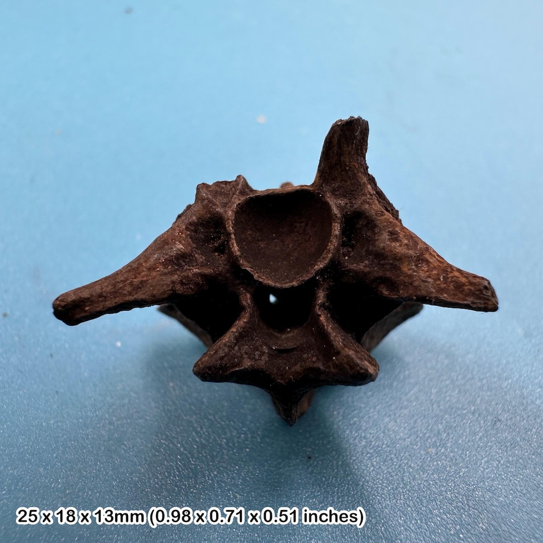 Snake Vertebra Fossil (pterosphenus Schucherti) | Santafe River ...