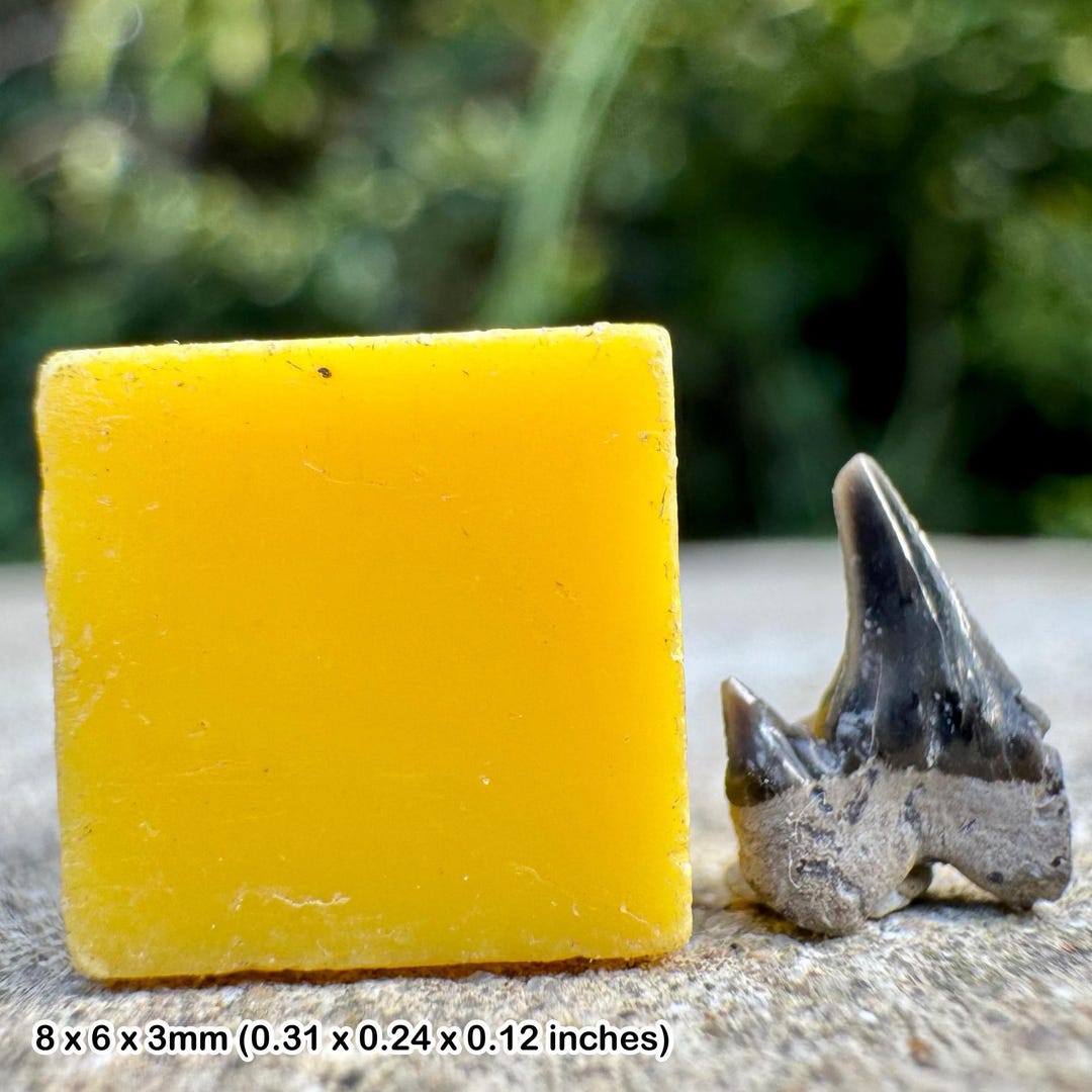 Rare Cretaceous Cretodus Semiplicatus Fossil Shark Tooth Gault Clay ...