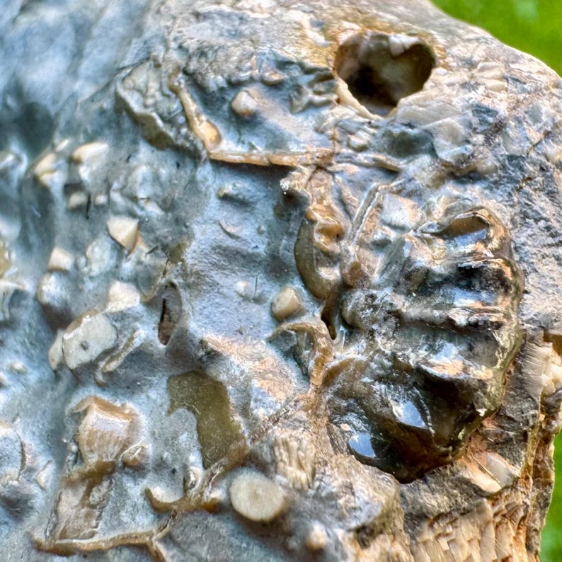 Pentacrinites Crinoid Star Slab Fossil | Jurassic Coast | Genuine ...