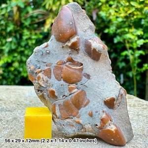 Rare Galene Bispinosa Crab Fossil - Pliocene/pleistocene: Australia ...