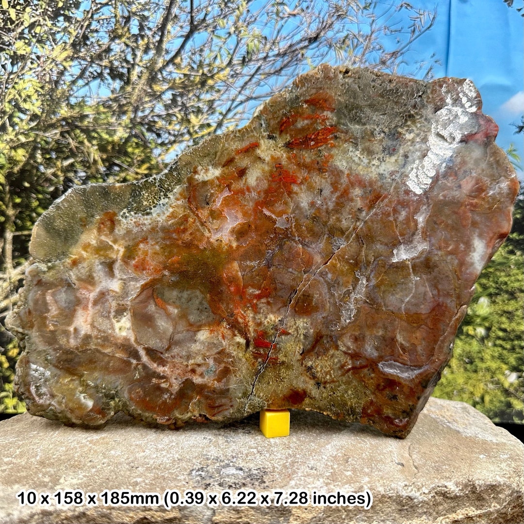 Dinosaur Coprolite Sectioned and Polished Slicefossil Poo, Poop ...