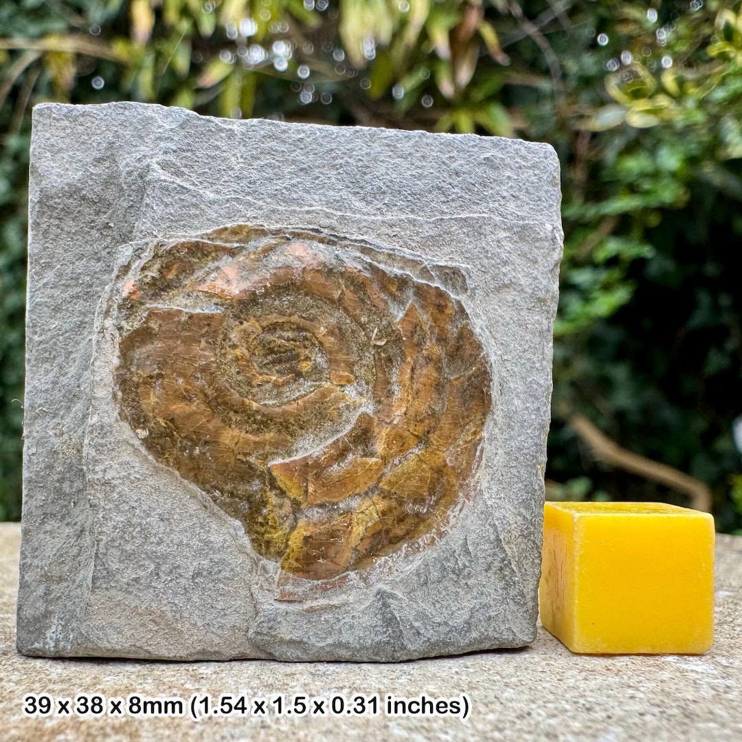 Iridescent Caloceras Johnstoni Ammonite Fossil – Jurassic Blue Lias ...