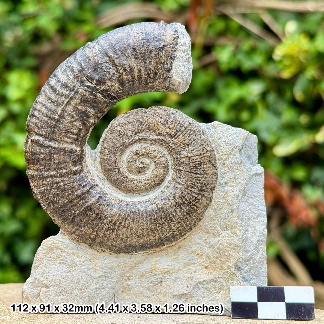 Rare Crioceratites Nolani Heteromorph Ammonite Fossil | Cretaceous ...