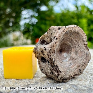 Fossil Bony Fish Vertebrae Eocene London Clay, Bawdsey, Suffolk ...