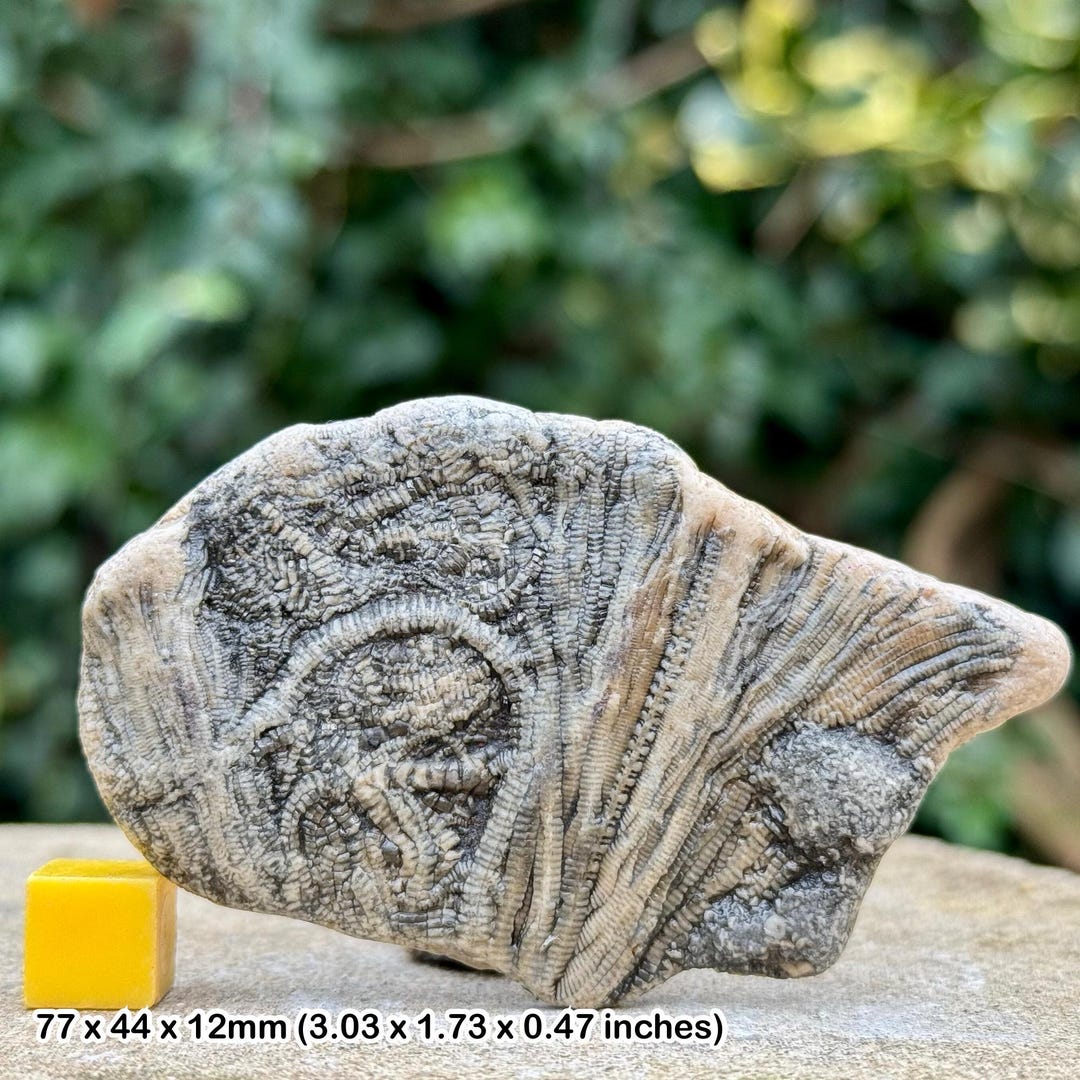 Pentacrinites Crinoid Lily Stems Fossil Slab Jurassic Black Ven Marls ...