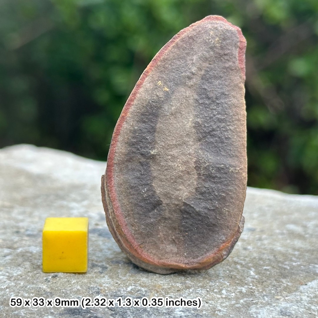 Fossil Acorn Worm, Mazoglussus Ramsdelli Mazon Creek, Carboniferous ...