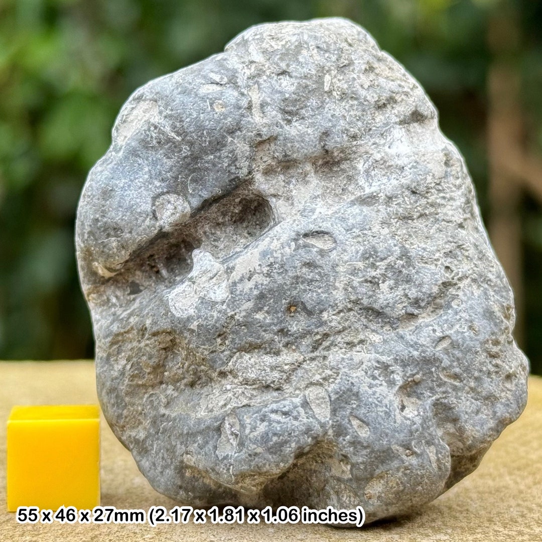 Genuine Jurassic Shark Coprolite Fossil Charmouth, Dorset, Coa Included ...