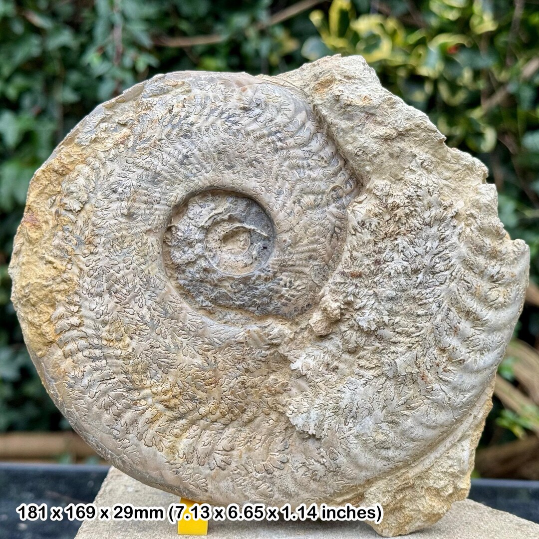 7 Harpoceras Fossil Ammonite Jurassic Beacon Limestone Ilminster ...