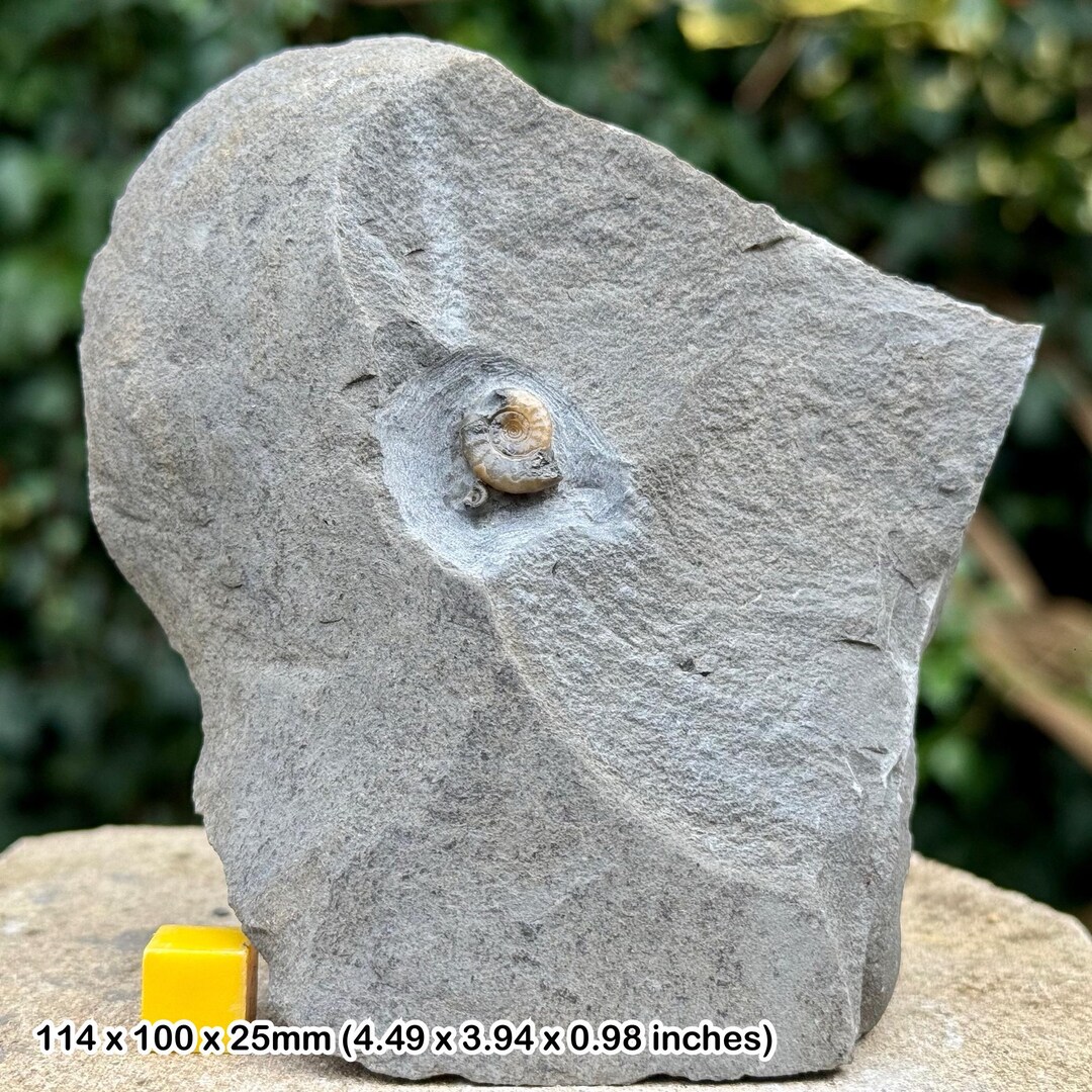 Arnioceras Ammonite Fossil | Jurassic Black Ven Marls Lyme Regis Dorset ...