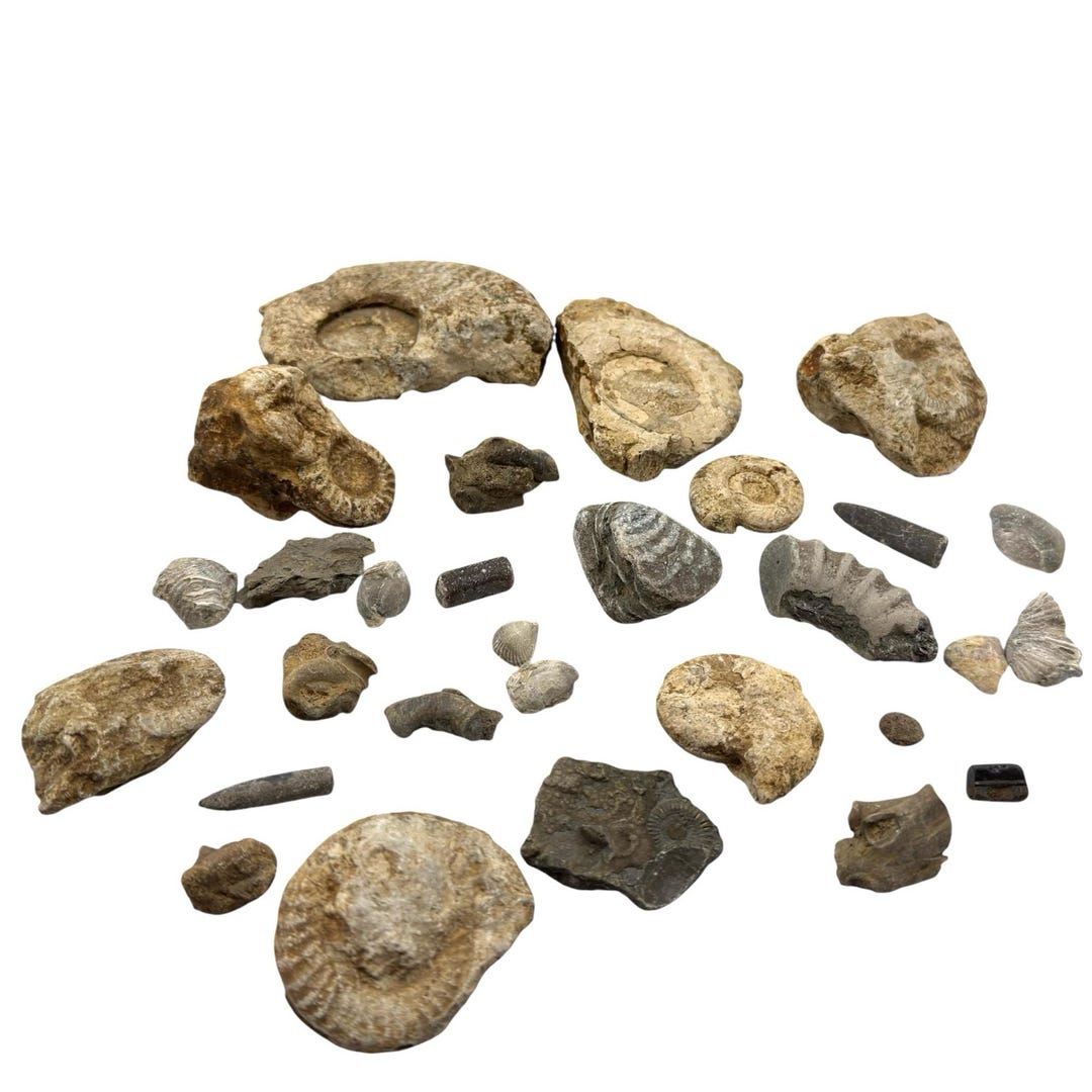 1kg Bulk Jurassic Coast 29 X Fossils Budget Mix Dorset and Somerset Lot ...