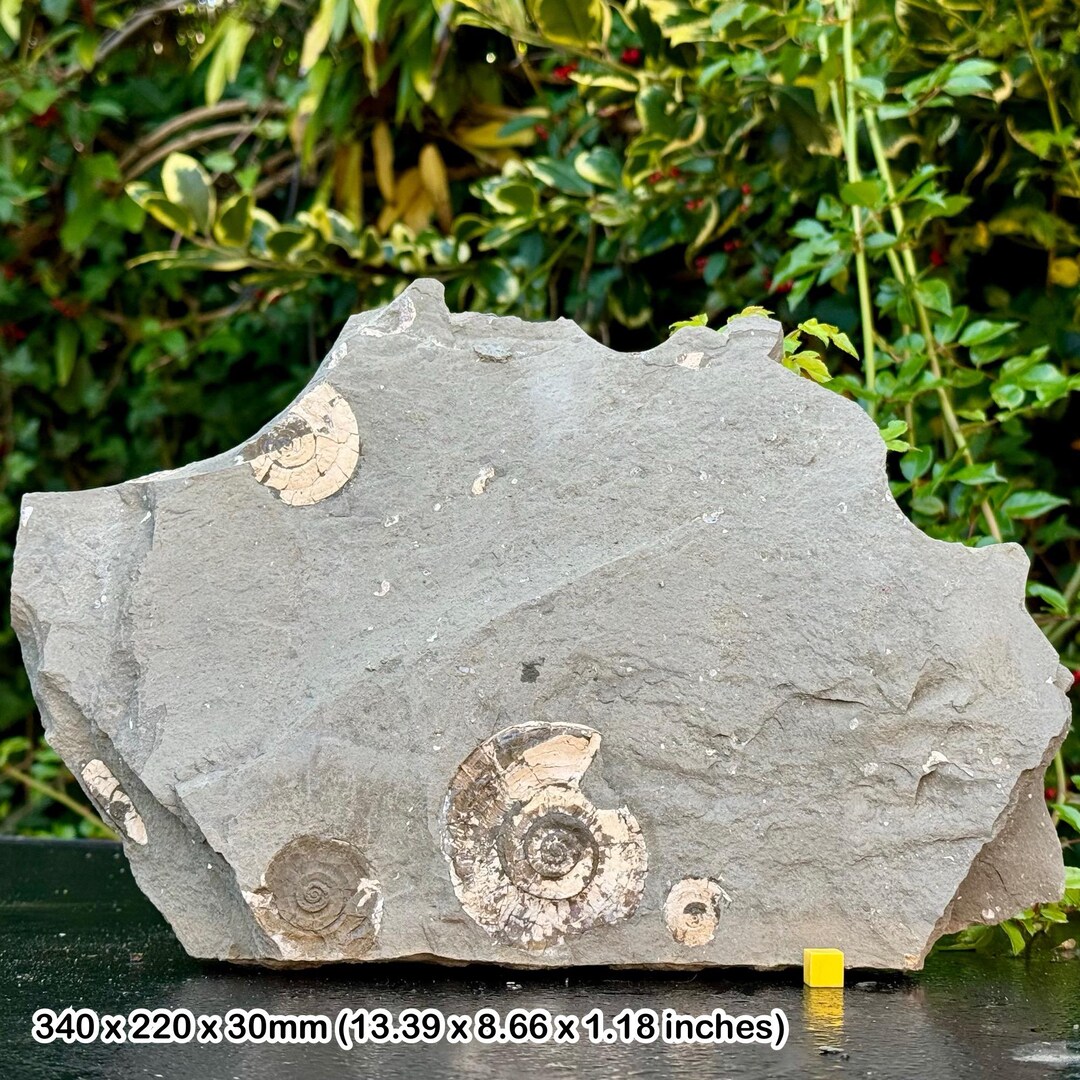 Authentic Psiloceras Planorbis Fossil Ammonite – Jurassic Blue Lias ...