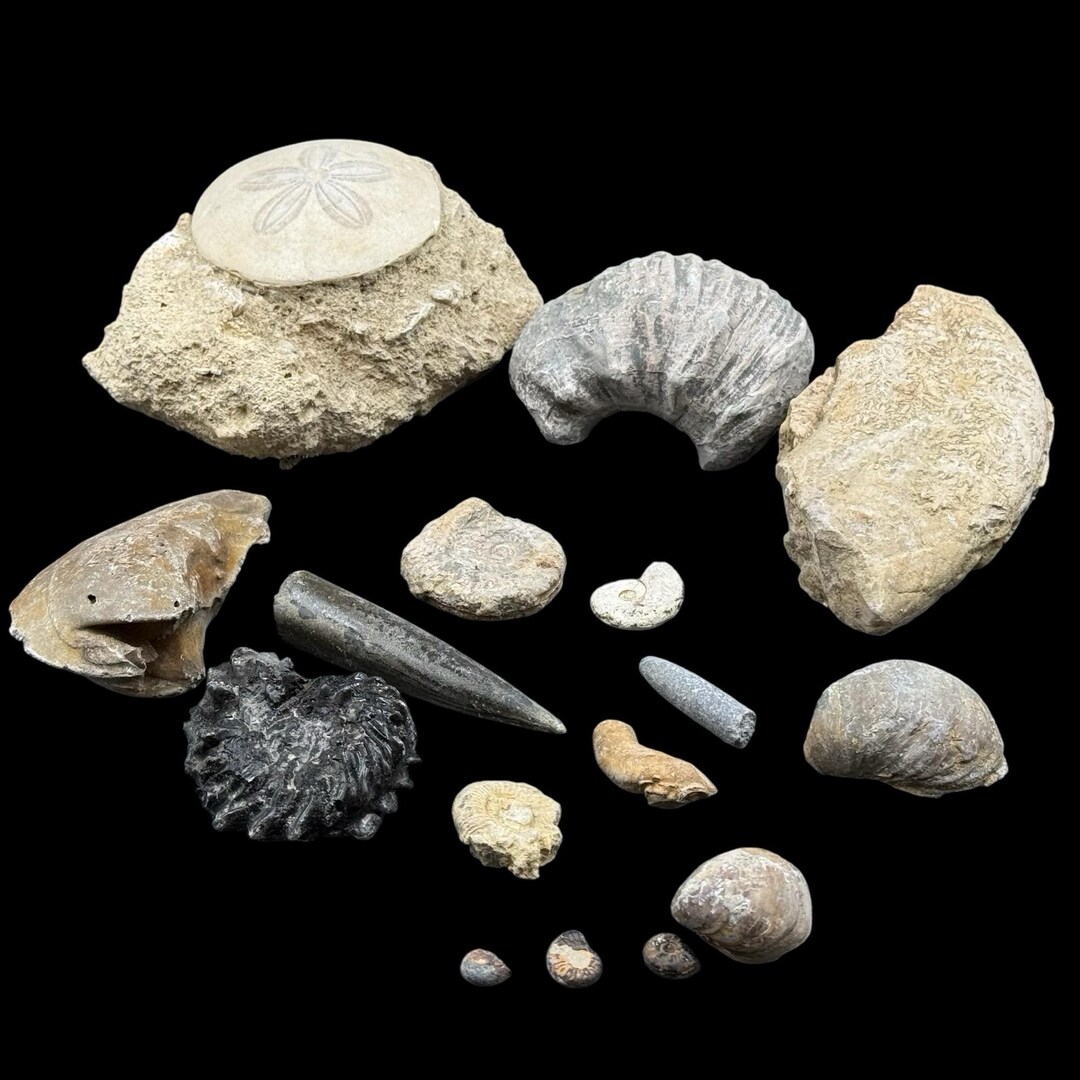 1kg British Fossil Mix - 16 X Jurassic Fossils From Dorset & Somerset ...
