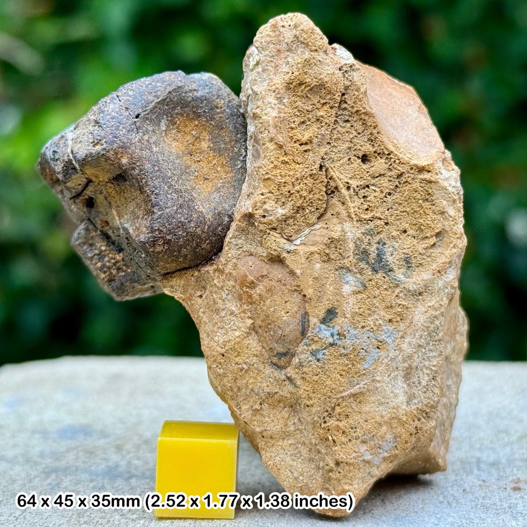 Rare Plesiosaur Tail Vertebrae Fossil Great Oolite Series, Jurassic ...