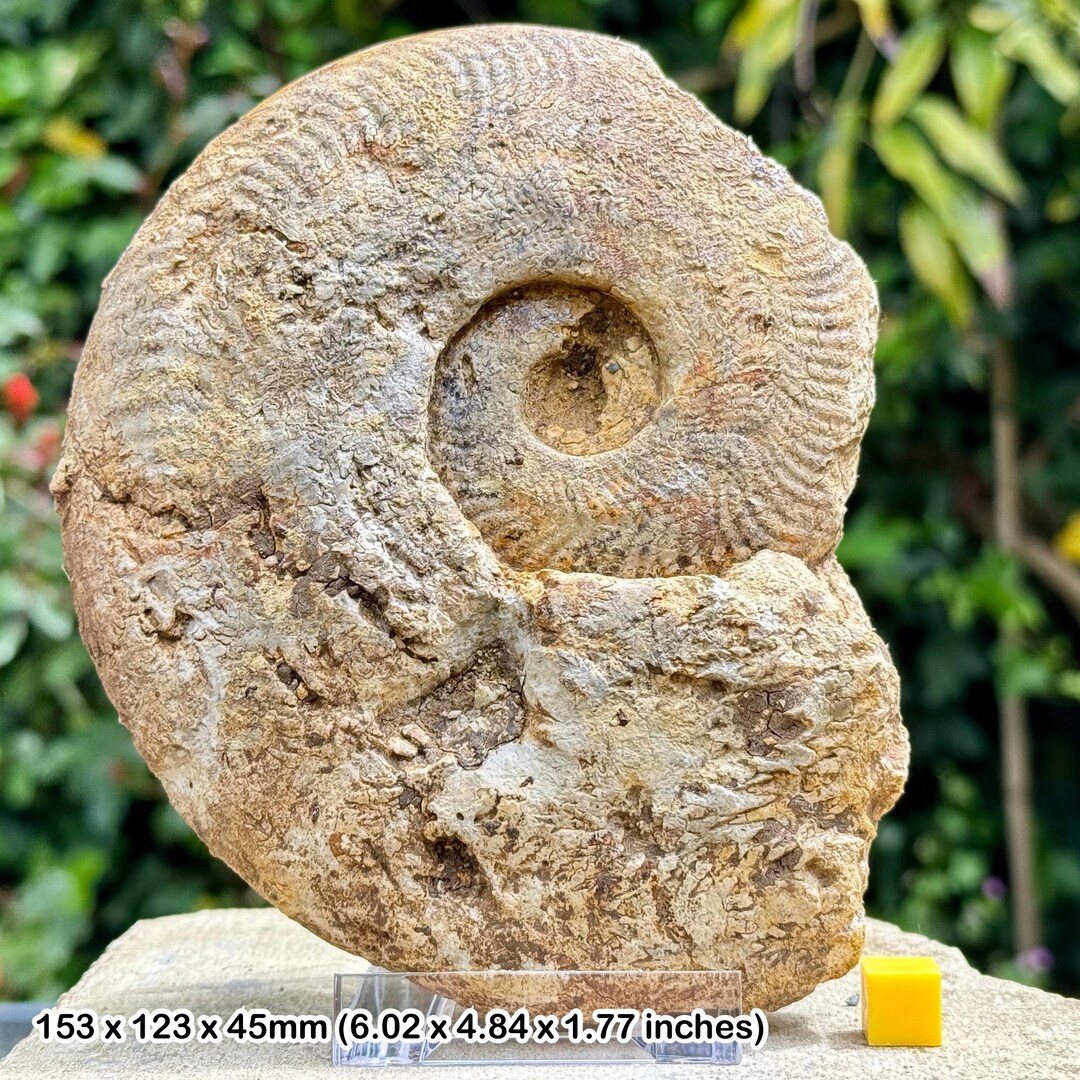 A-grade Harpoceras Ammonite Fossil W/ Bite Mark & Stand - Jurassic ...