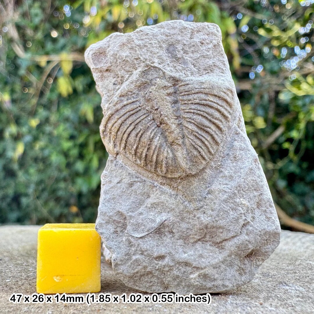 Rare Dalmanites Myops Fossil Trilobite Tail – Bringewood Beds, Silurian ...