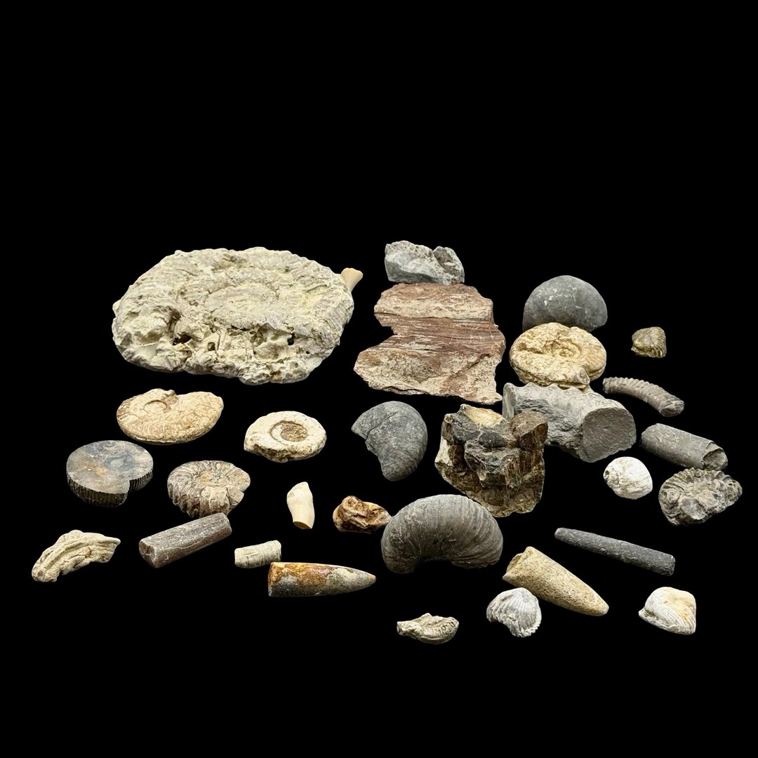 British Jurassic Fossil Mix 1kg 30 X Specimens Dorset Somerset Uk ...
