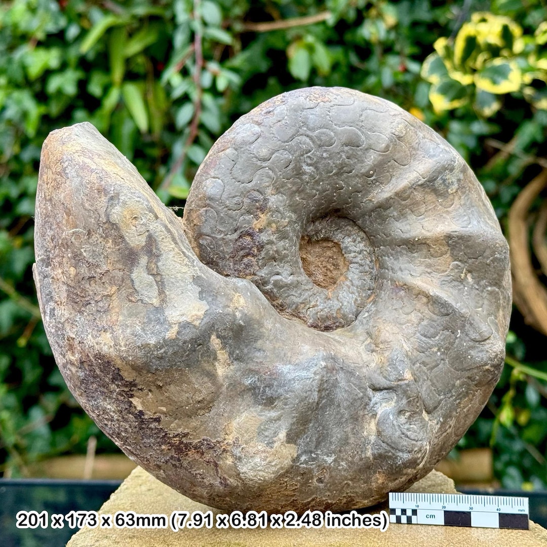 Very Rare 8" Ceratites Nodosus Ammonite Fossil, Muschelkalk Formation ...