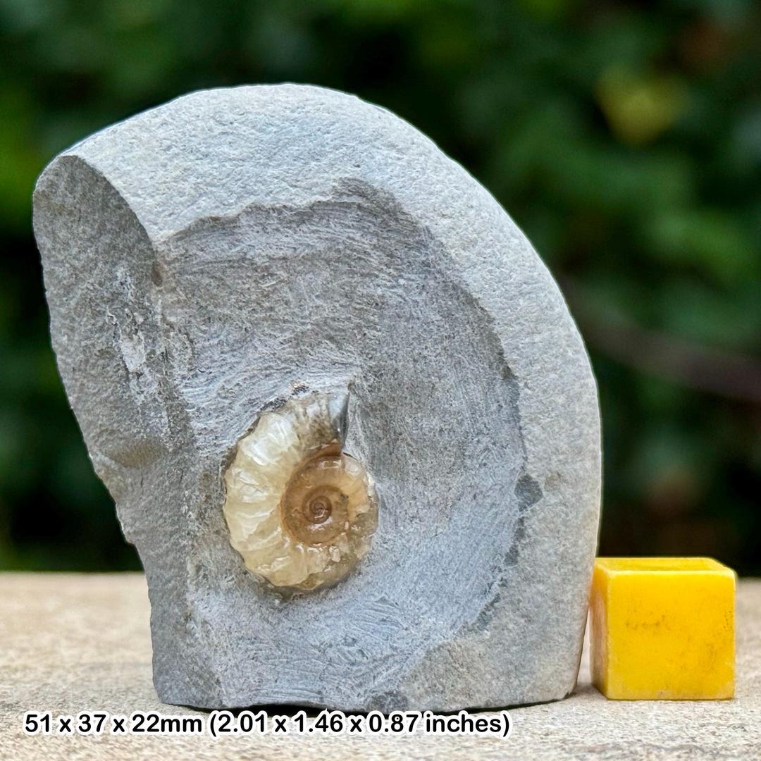 Promicroceras Calcite Ammonite Fossil Jurassic Coast Black Ven Marls ...